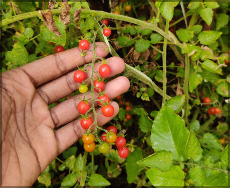 Spoon Tomato (World's Smallest Tomato) Traditional Seeds (Pack of 25 ...